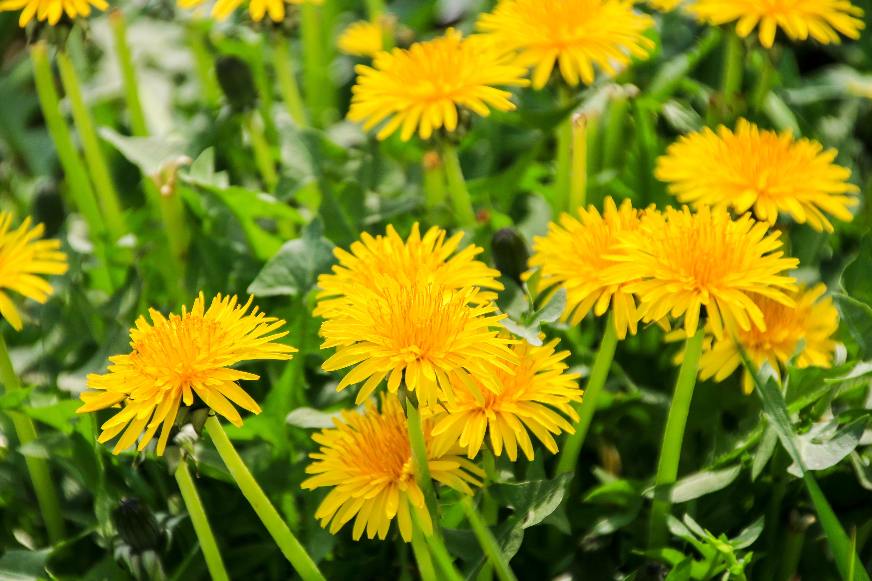 The Health Benefits of Dandelion – Power of Nature