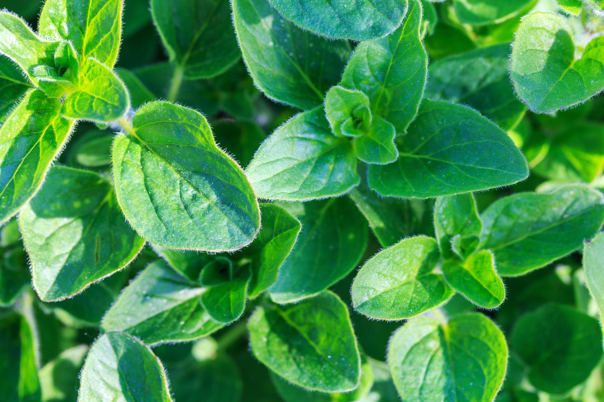 Marjoram and Oregano – Power of Nature